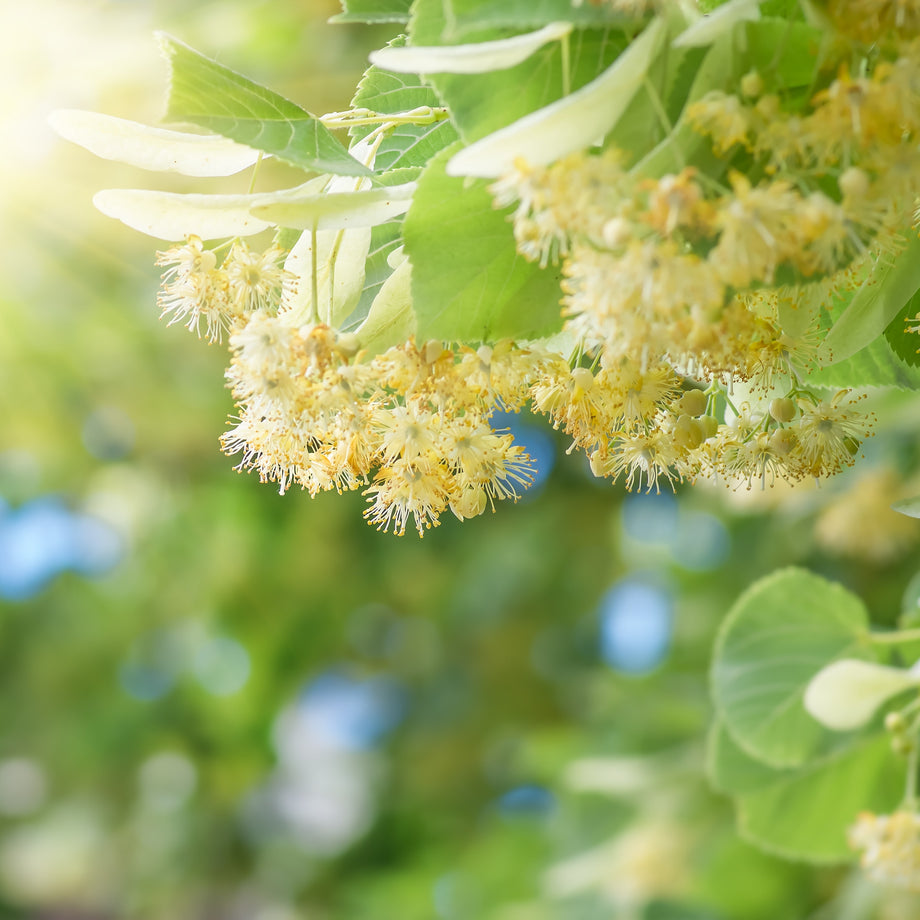 Linden blossom store